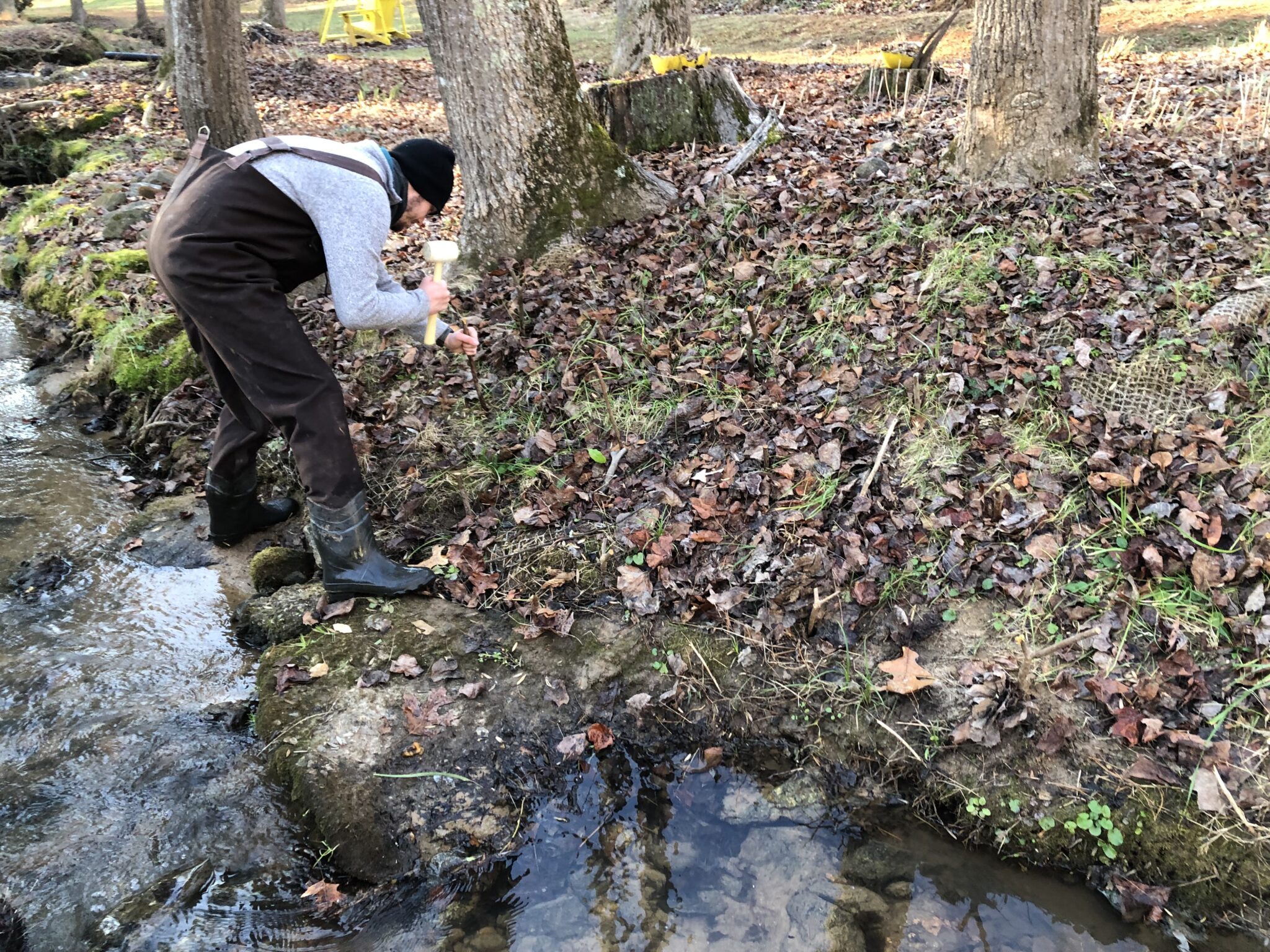 Live Staking: An Opportunity to Engage the Community in Environmental ...